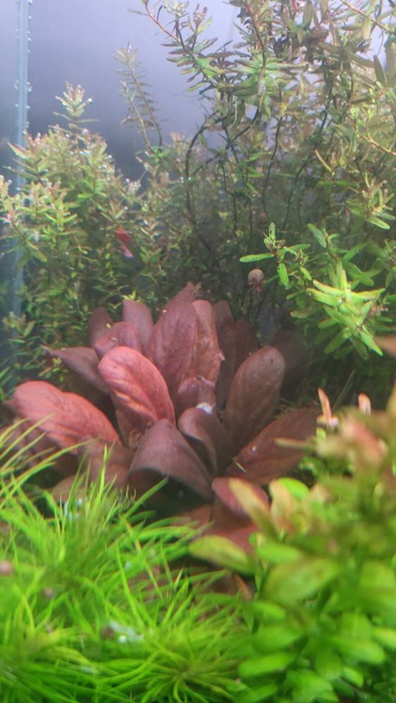 Rare Samolus Parviflorus Red - Etsy