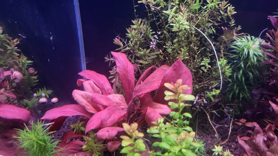 Rare Samolus Parviflorus Red - Etsy