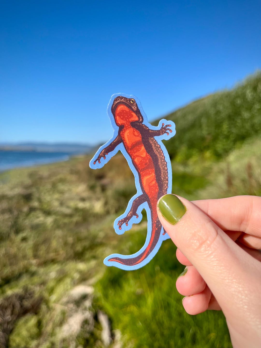 Rough Skinned Newt | Waterproof Vinyl Sticker - Etsy