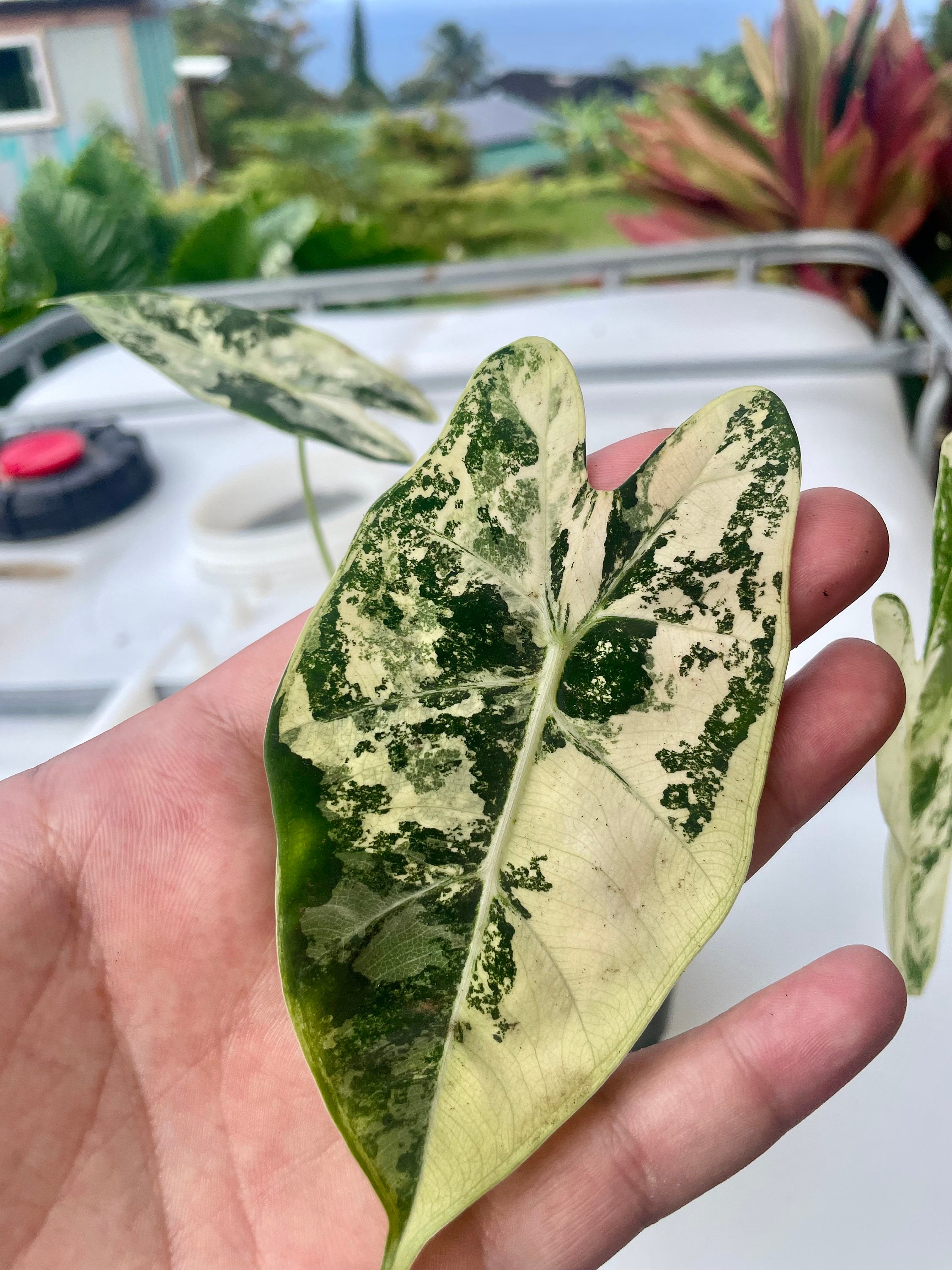 MINT Alocasia Frydek Variegated - Etsy