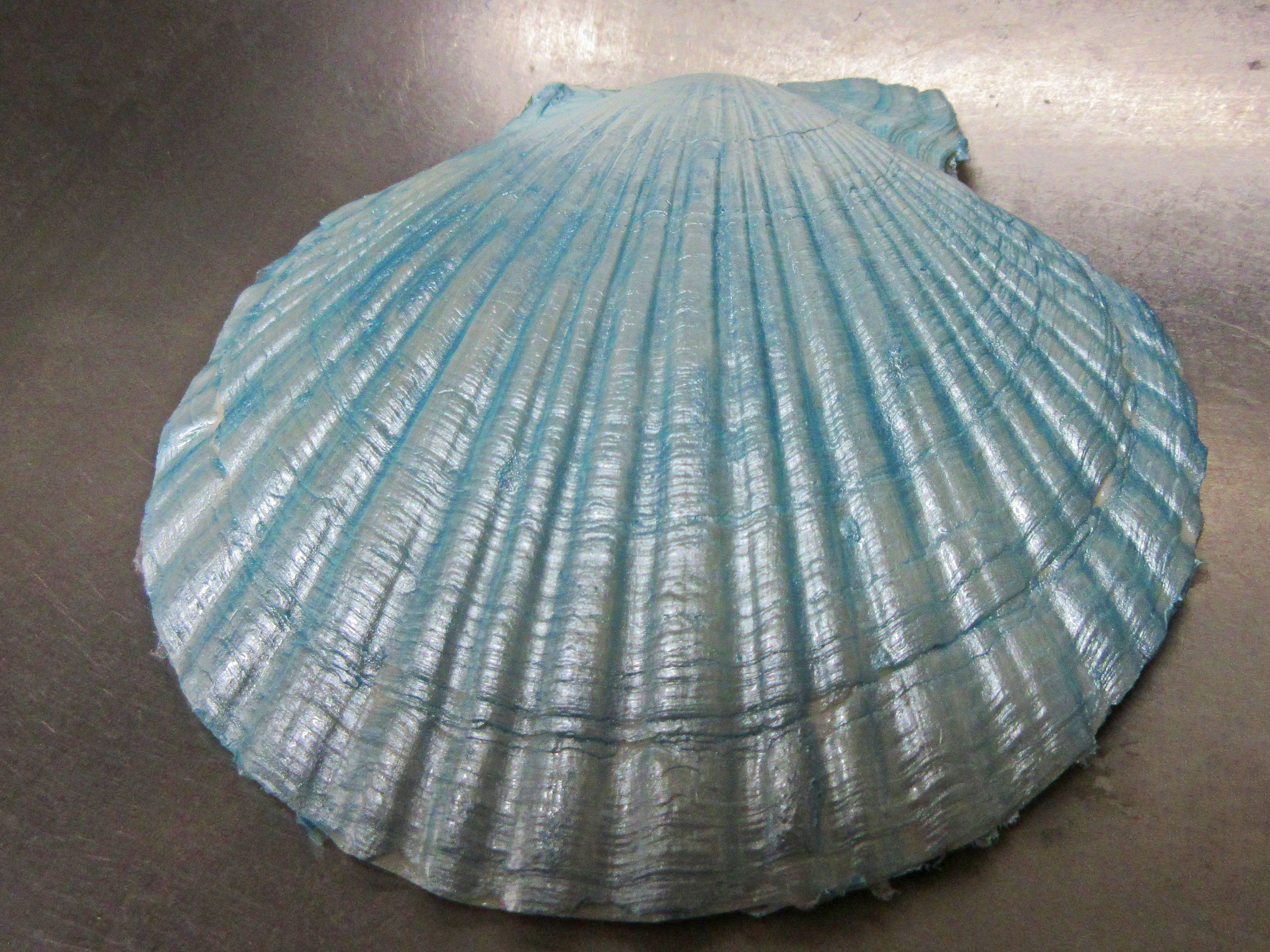 Whales in a Seashell, Decoupage Seashell, Ring Dish, Trinket, Maritime ...