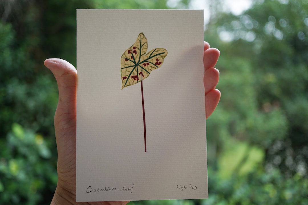 Caladium Leaf Paper Art, Leaf Wall Art, Paper-cut Leaf Pattern ...