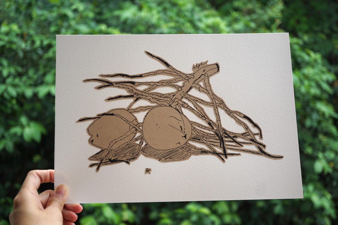 Coconut Ink Drawing: Tropical Fruit Botanical Illustration, Rustic ...