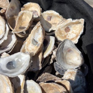 Craft Oyster Shells|small 1-2 Inch|wedding Favor|shell Ornament DIY|DIY ...