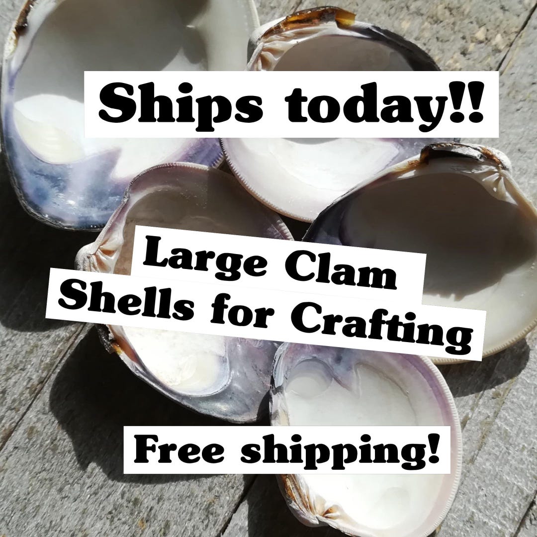 LARGE CLAM SHELL for Craft|christmas Craft Activity|wedding Favor Diy ...
