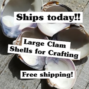 LARGE CLAM SHELL for Craft|christmas Craft Activity|wedding Favor Diy ...