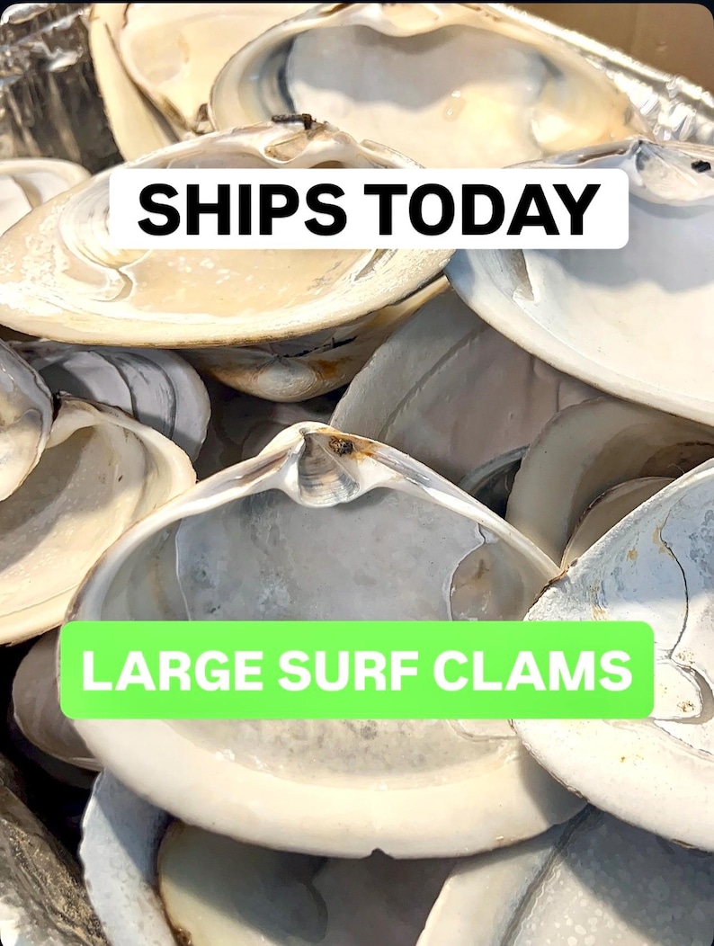 JUMBO CLAM SHELL Set of 10, 5-6” Large Clam Shells for Craft Activity ...