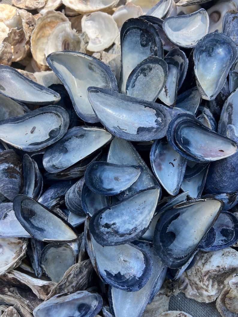 Mussel Shell Bulk, Mussel Shell for Crafting, Natural Mussel Shell ...