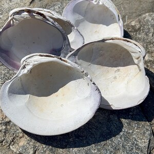 LARGE CLAM SHELL for Craft|christmas Craft Activity|wedding Favor Diy ...