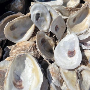 Craft Oyster Shells|small 1-2 Inch|wedding Favor|shell Ornament DIY|DIY ...