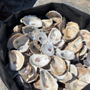 Craft Oyster Shells|small 1-2 Inch|wedding Favor|shell Ornament DIY|DIY ...