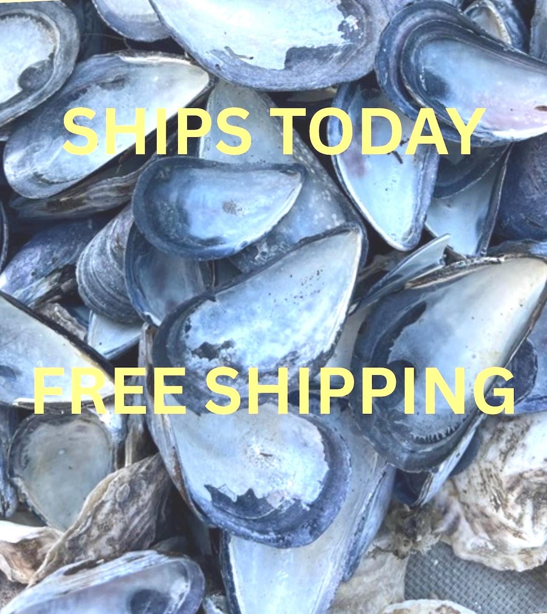 Mussel Shell Bulk, Mussel Shell for Crafting, Natural Mussel Shell ...