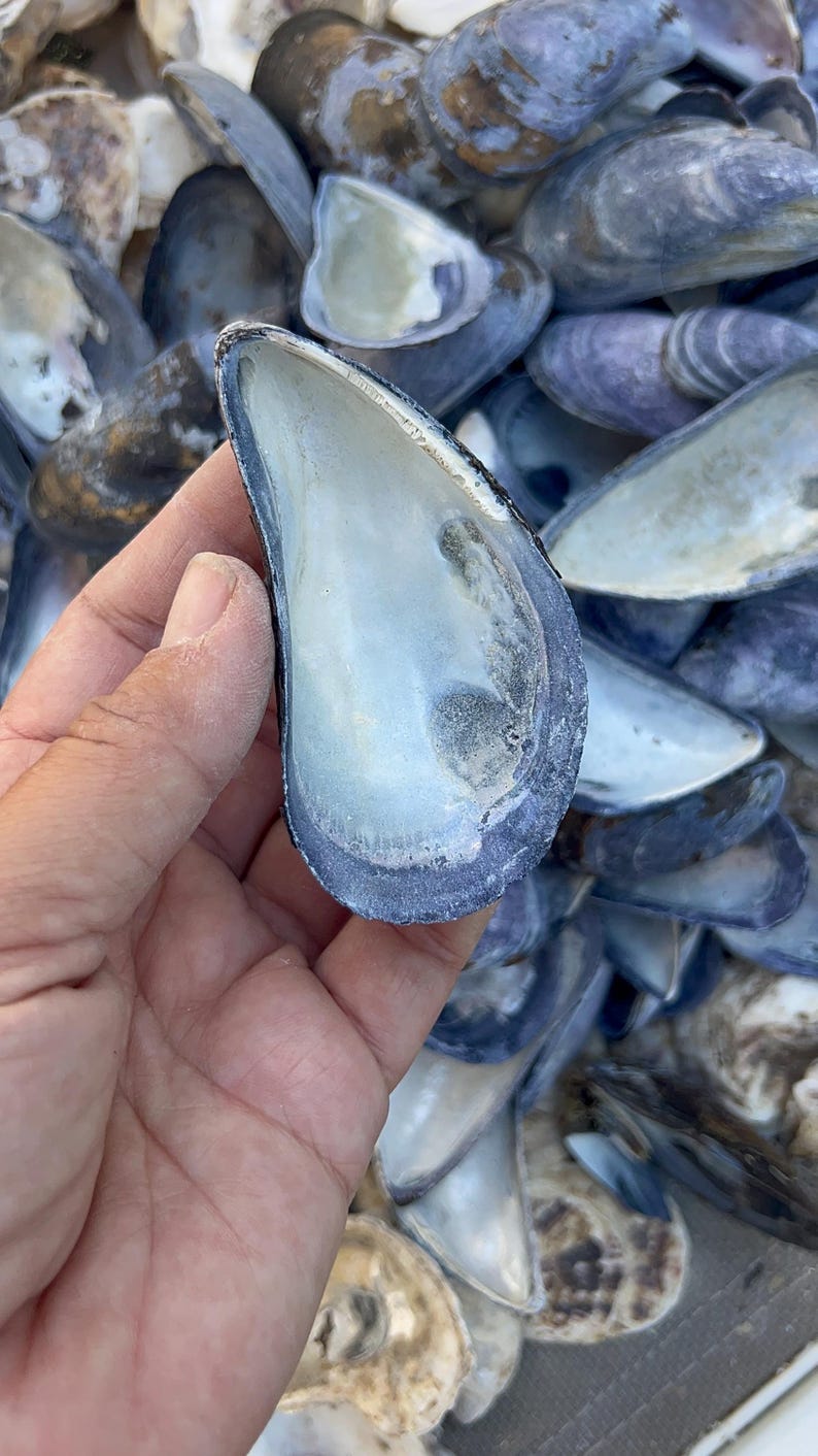 Mussel Shell Bulk, Mussel Shell for Crafting, Natural Mussel Shell ...