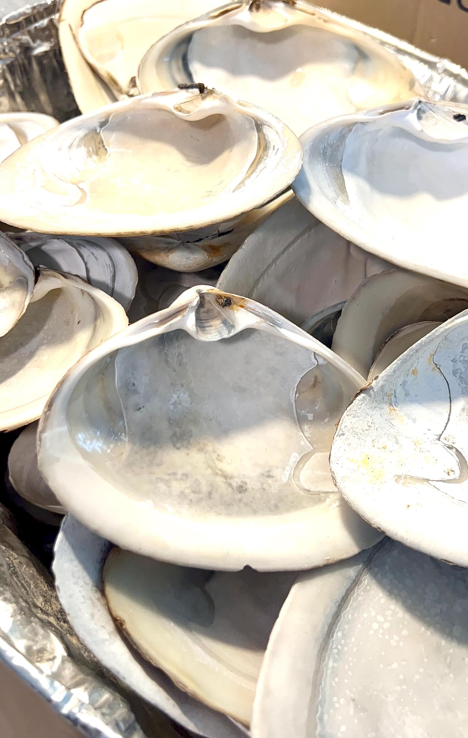 JUMBO CLAM SHELL Set of 10, 5-6” Large Clam Shells for Craft Activity ...