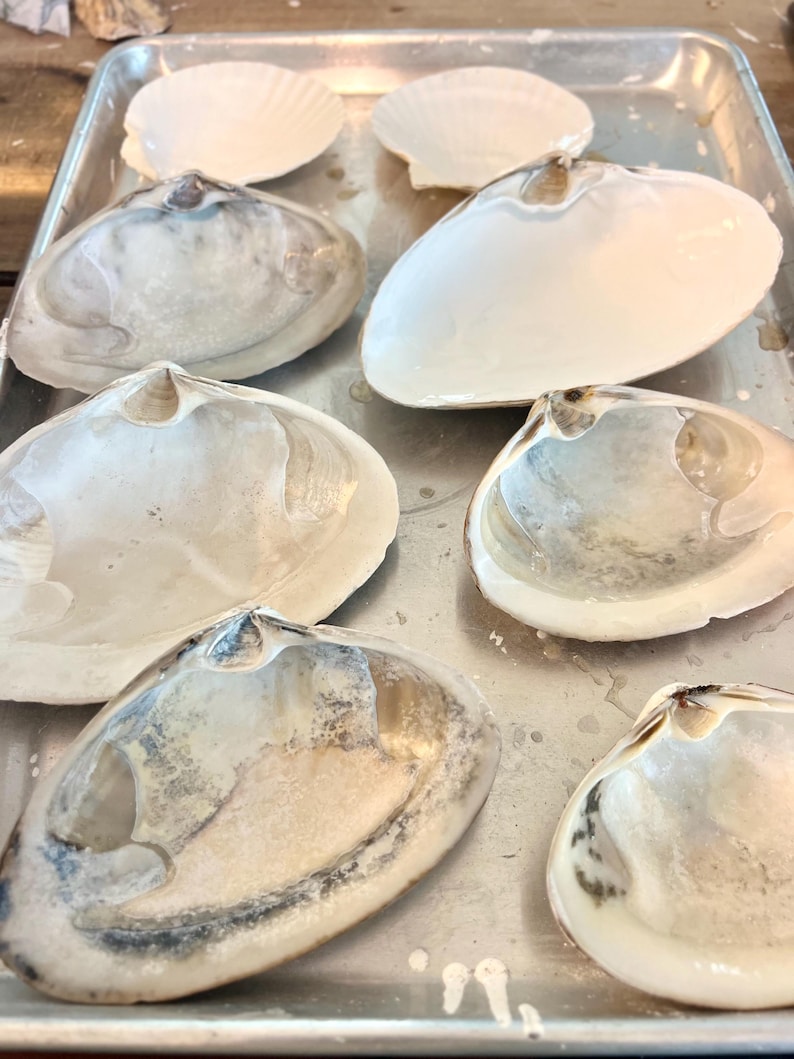 JUMBO CLAM SHELL Set of 10, 5-6” Large Clam Shells for Craft Activity ...