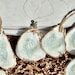 Aqua Blue and White Shell Ornament. Seafoam Green Shell - Etsy