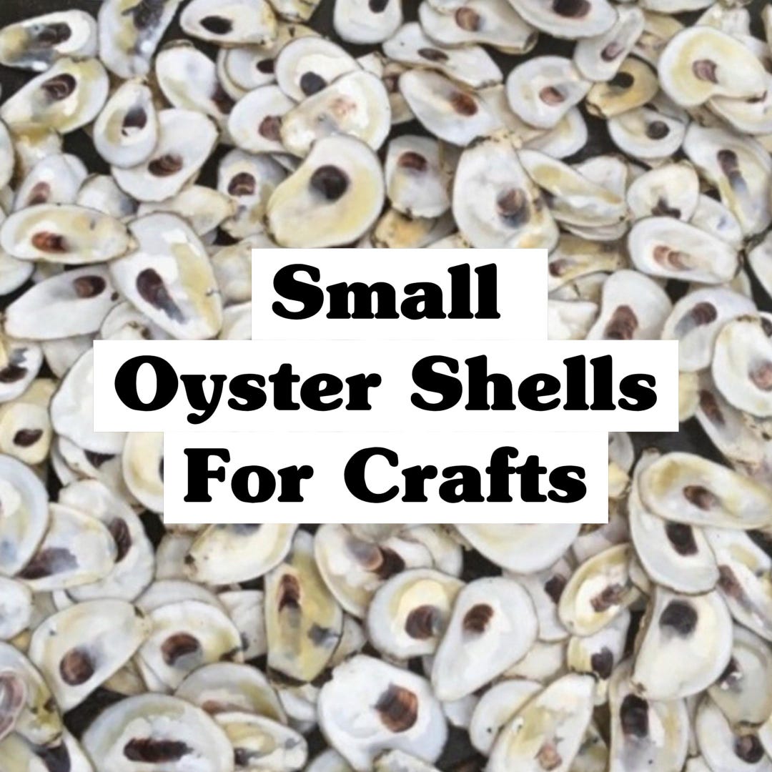 Craft Oyster Shells|small 1-2 Inch|wedding Favor|shell Ornament DIY|DIY ...