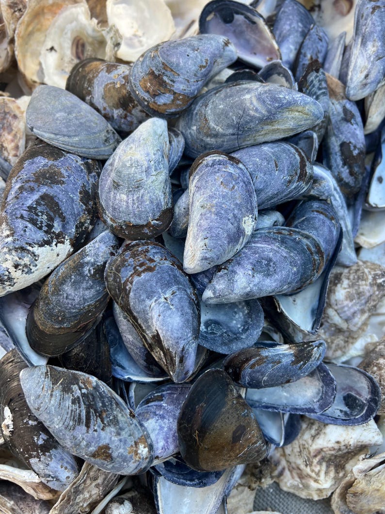 Mussel Shell Bulk, Mussel Shell for Crafting, Natural Mussel Shell ...