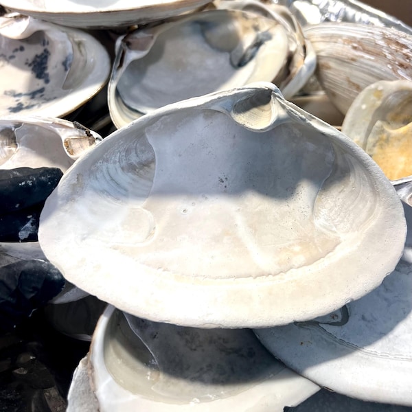 Clam Shells for Diy - Etsy
