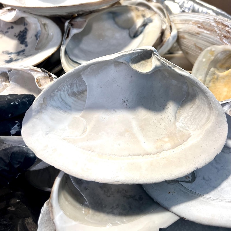 Decoupage Clam Shells Large - Etsy