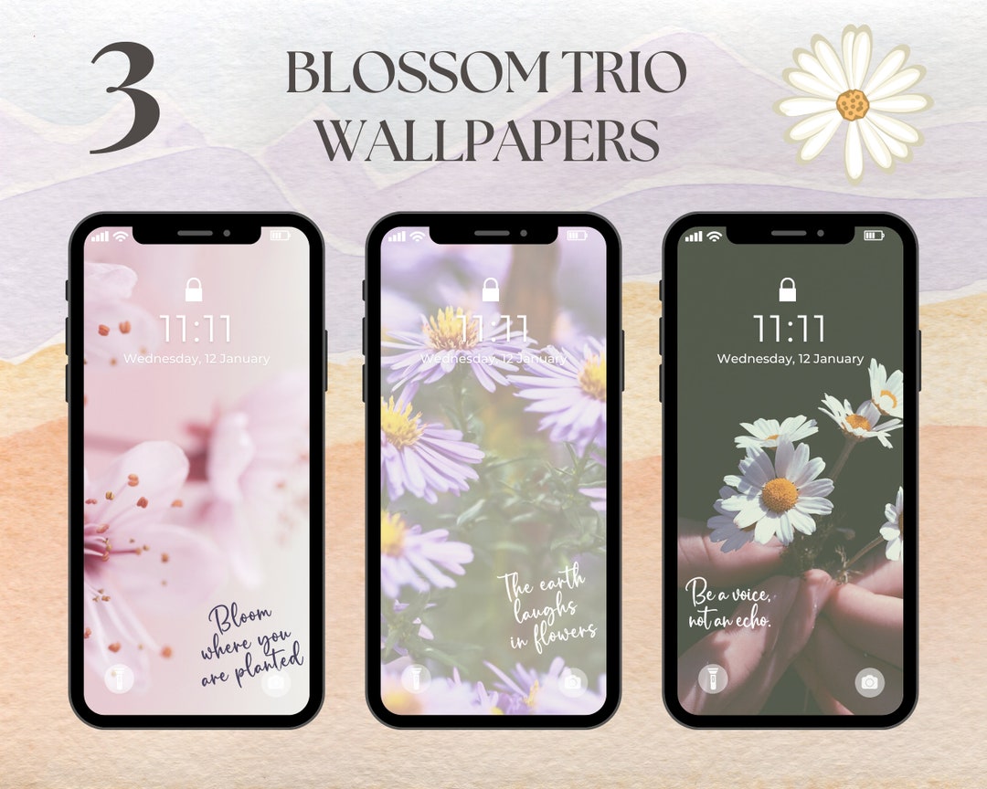 Cherry Blossom Trio: 3 Lovely and Soft Phone Wallpapers for Springtime ...