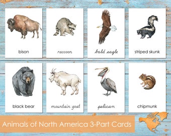 Animals of North America 3-part Cards - Etsy