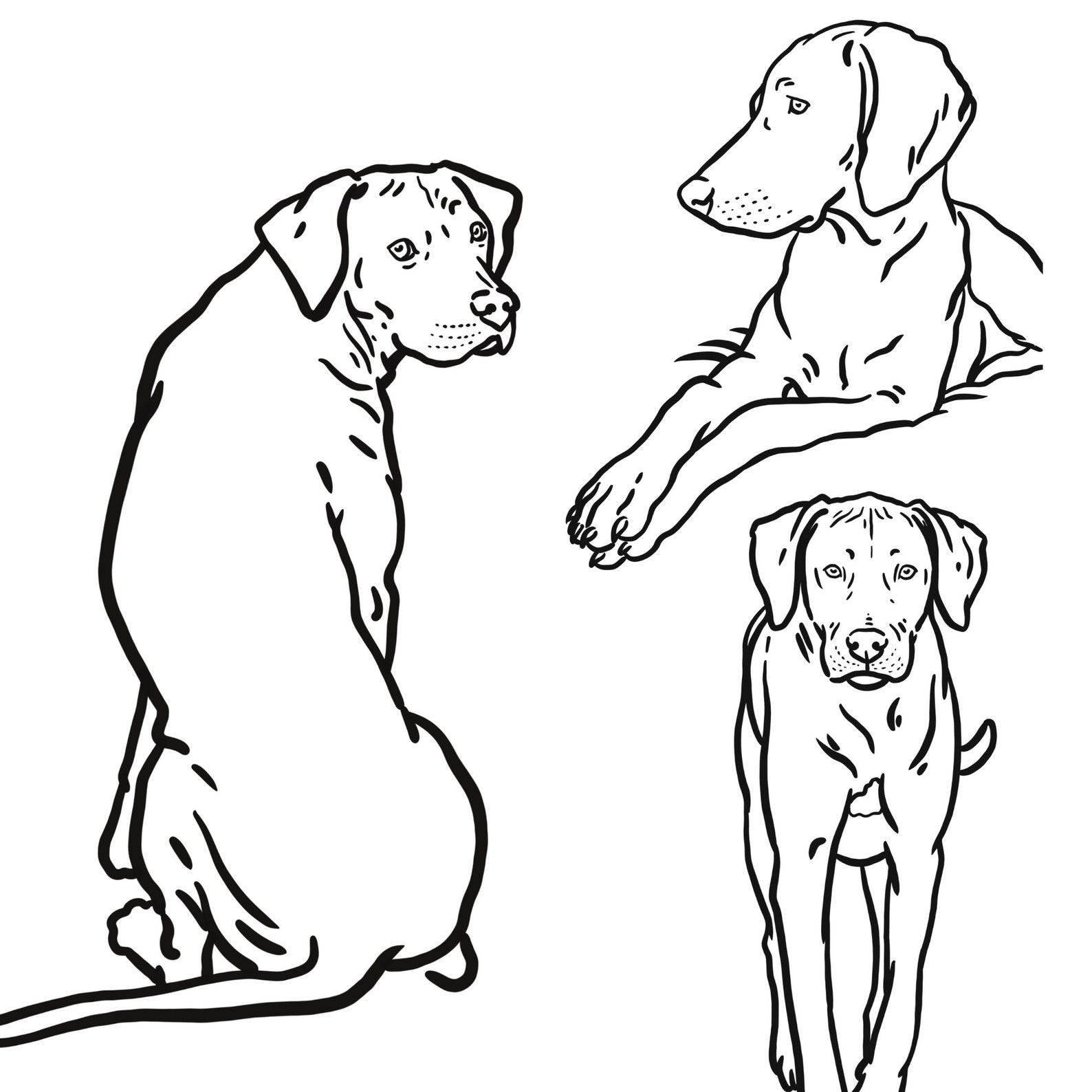 DOGS Coloring Pages. 35 Coloring Pages Celebrating the Diversity and ...