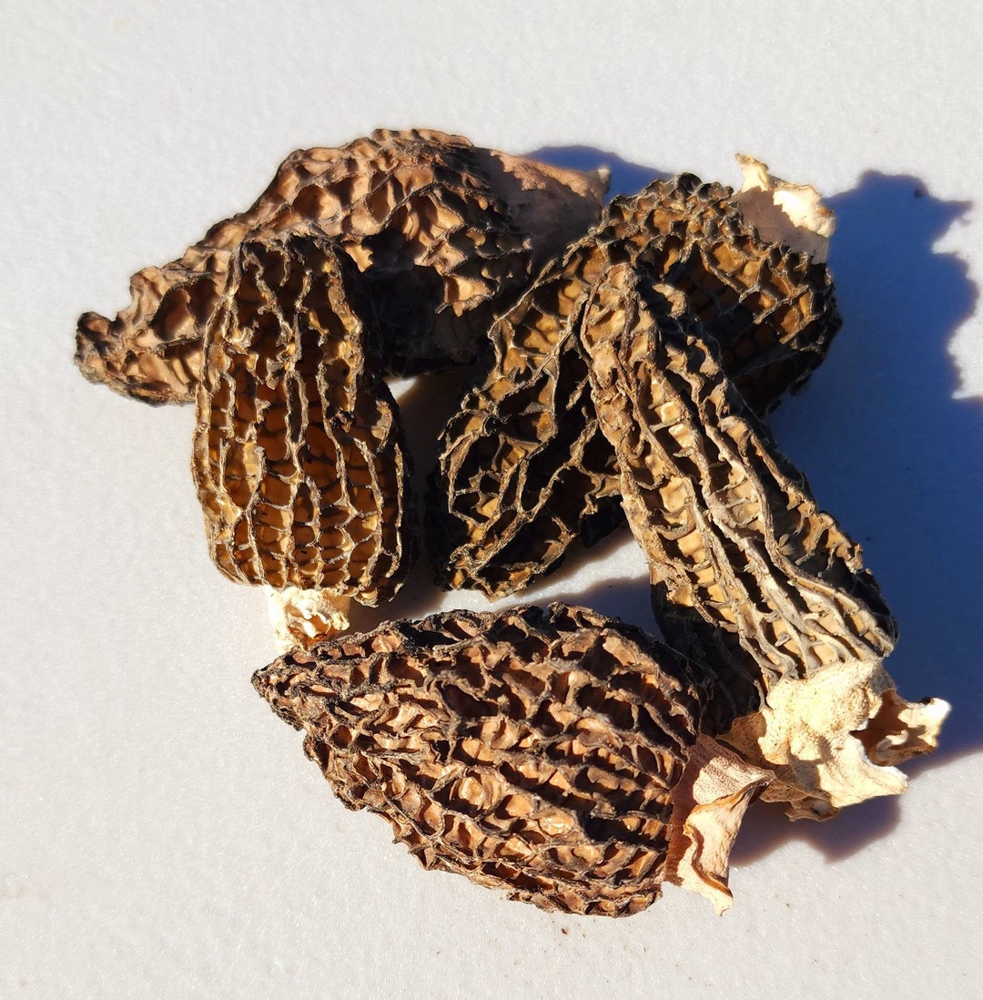Morchella Conica Mushrooms Conica Fire Morels 4oz. - Etsy