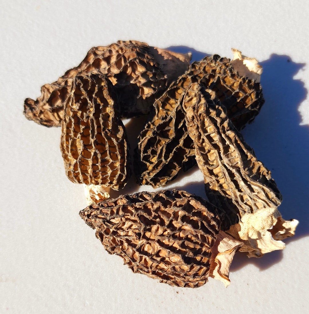 Conica Morels Mushrooms-dehydrated- Fire Morels - Morchella Conica 1 Oz ...