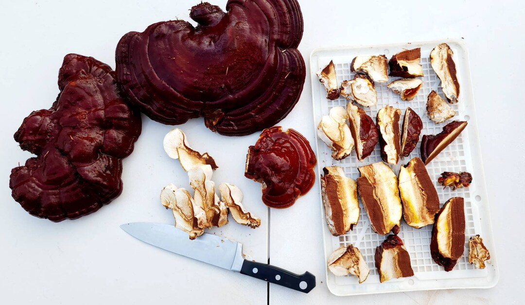 Reishi Mushroom / Ganoderma Oregonense - Sliced - Tea - Tincture - Etsy