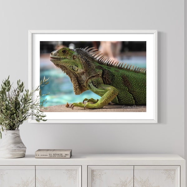 Iguana Print - Etsy