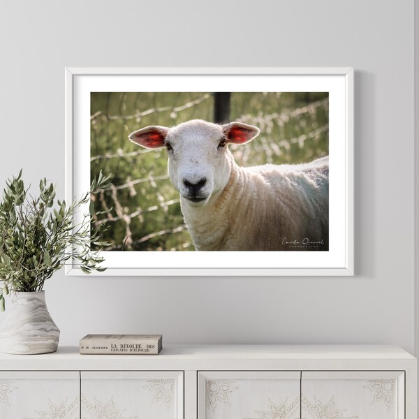 Sheep Photography - Etsy