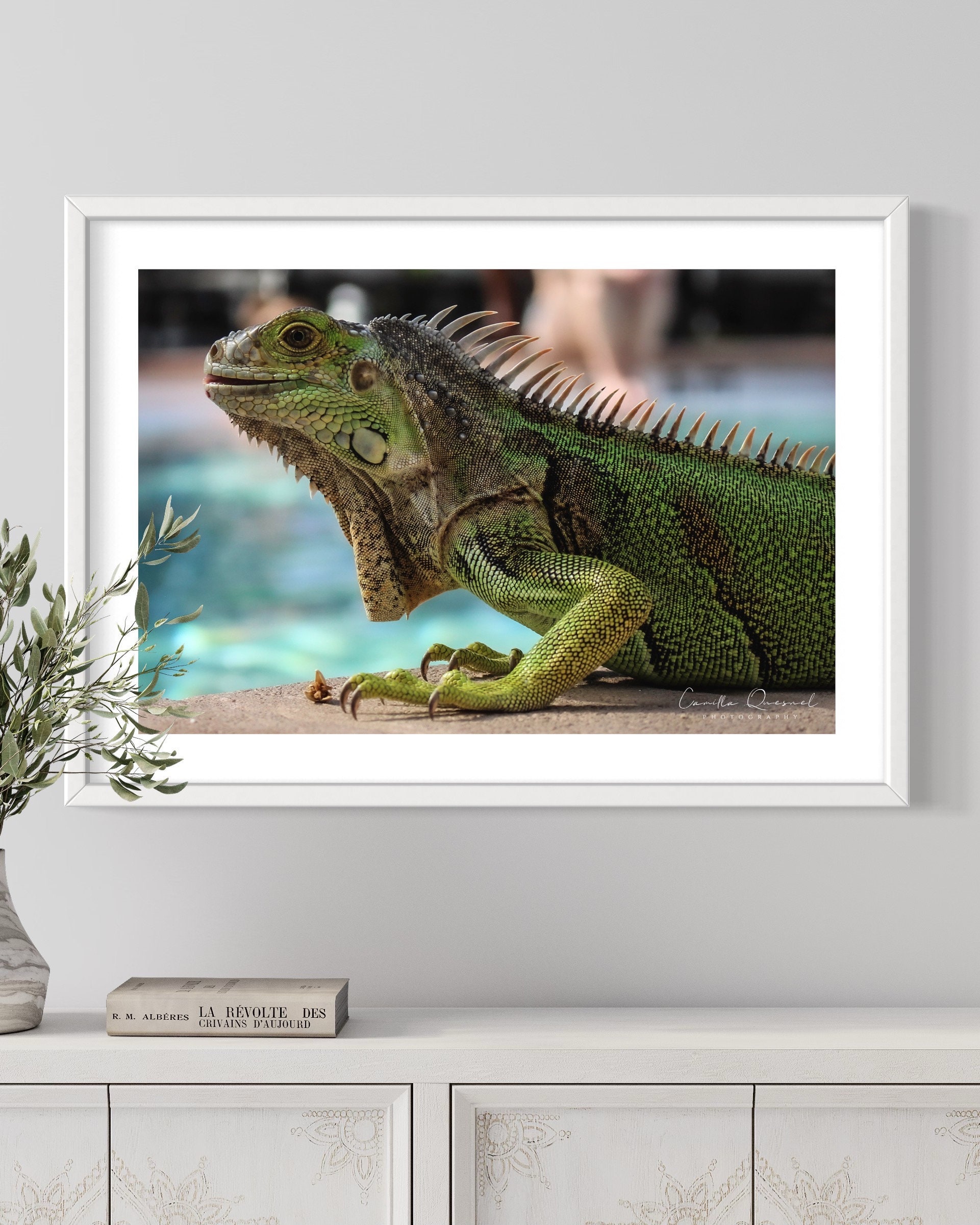 Iguana Photography | Iguana Print | Wildlife Photography | Digital ...