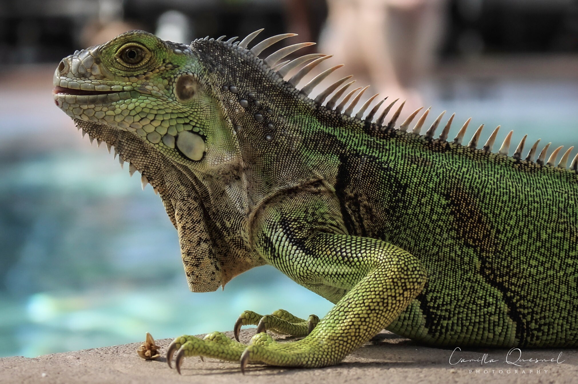 Iguana Photography | Iguana Print | Wildlife Photography | Digital ...