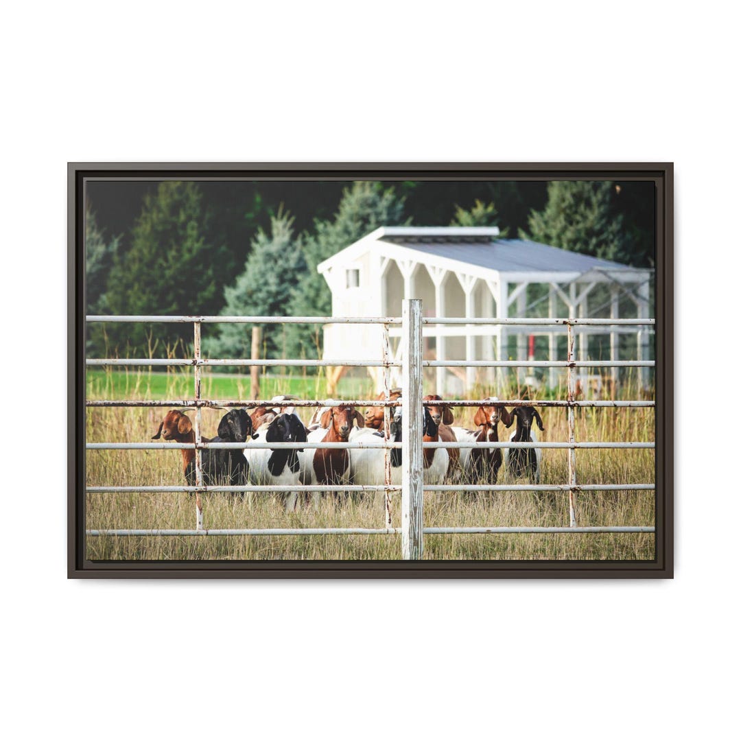 Goats Canvas Print: Rustic Farmhouse Wall Art - Etsy