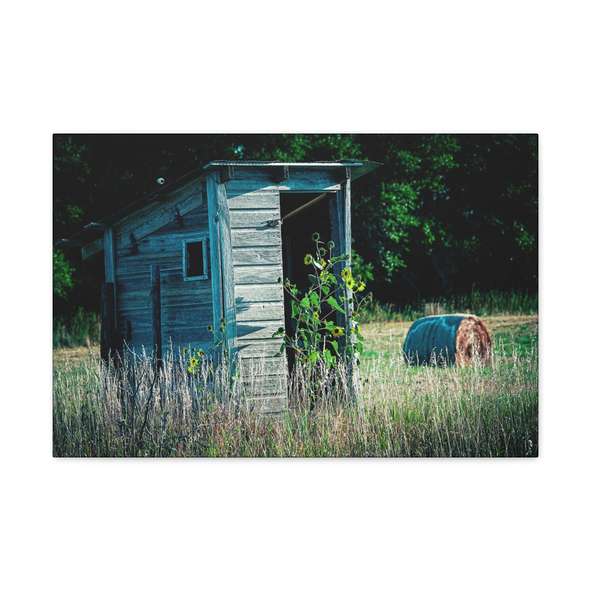 Old Outhouse and Sunflower Picture Canvas Print Perfect Farmhouse ...