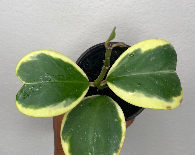 Hoya Kerrii Variegated- Sweetheart Plant, Heart Leaf Hoya, Hoya Heart ...