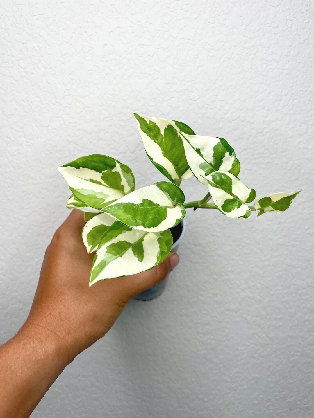 Pothos Njoy N Joy -epipremnum Aureum - Etsy
