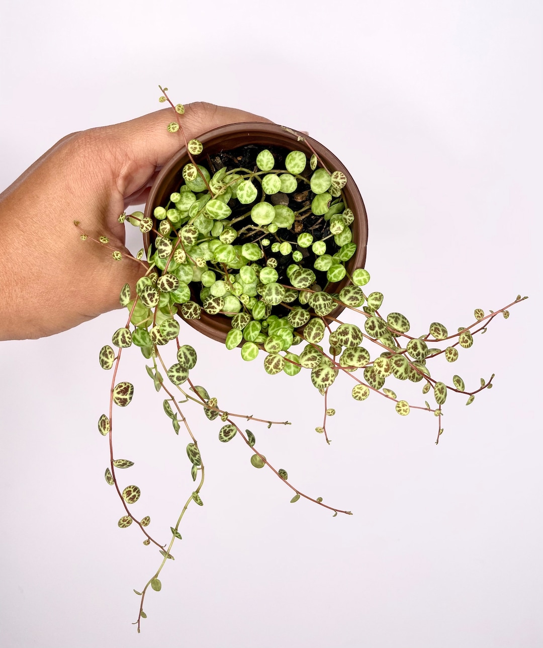 String of Turtles Plant - Peperomia Prostrata - Baby Plant - Etsy