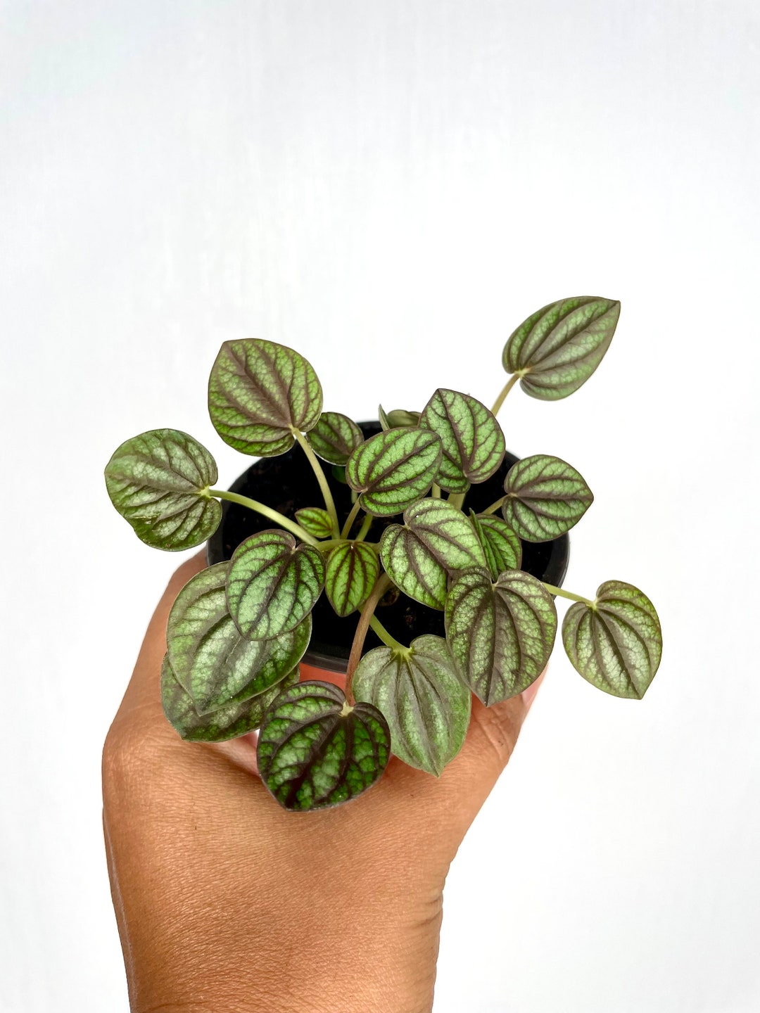 Peperomia Piccolo Banda - Peperomia Albovittata- Live Plant - Etsy