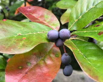 Black Tupelo Tree Seeds nyssa Sylvatica 10seeds - Etsy