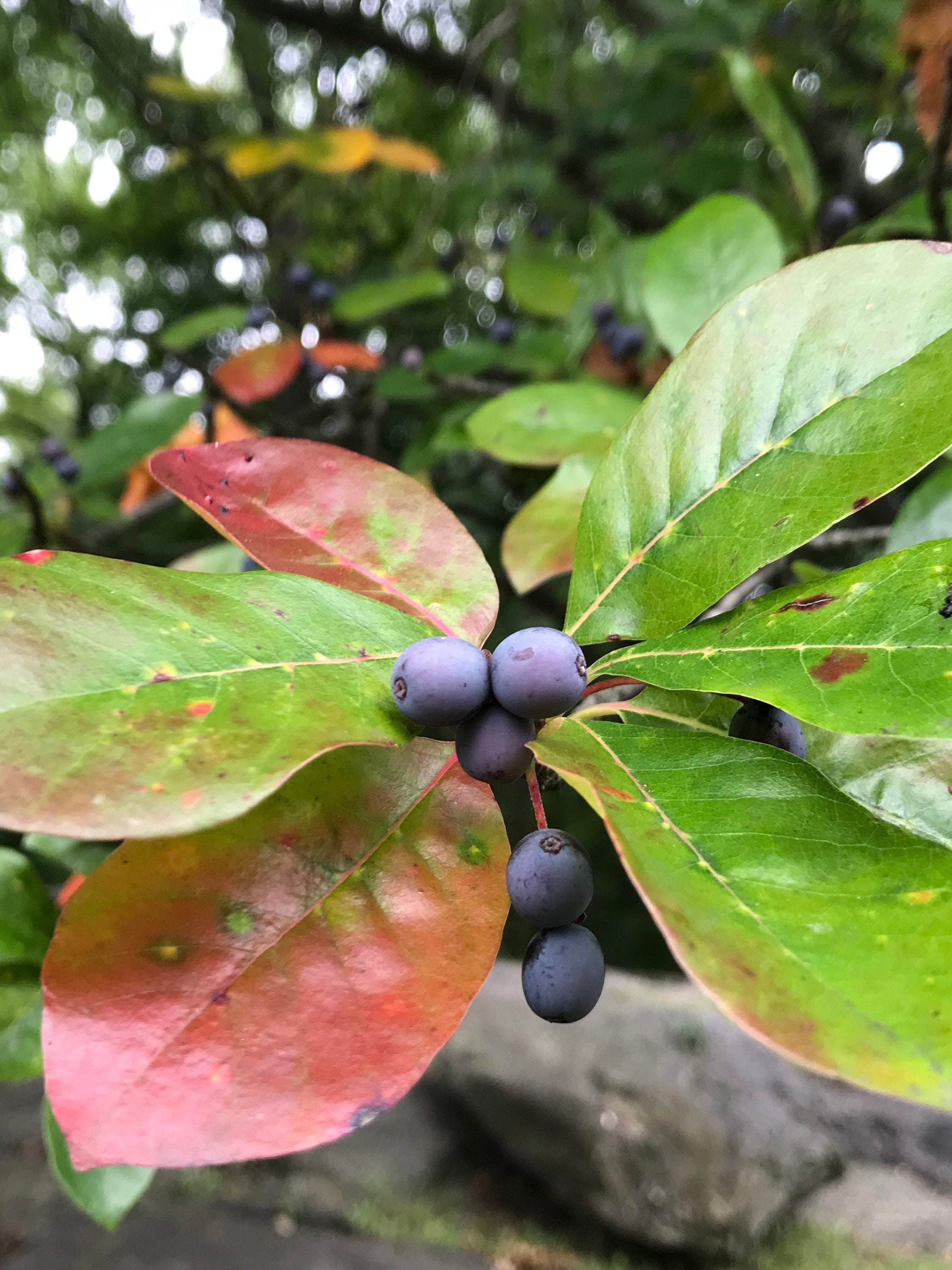 Black Gum Tree Fruit
