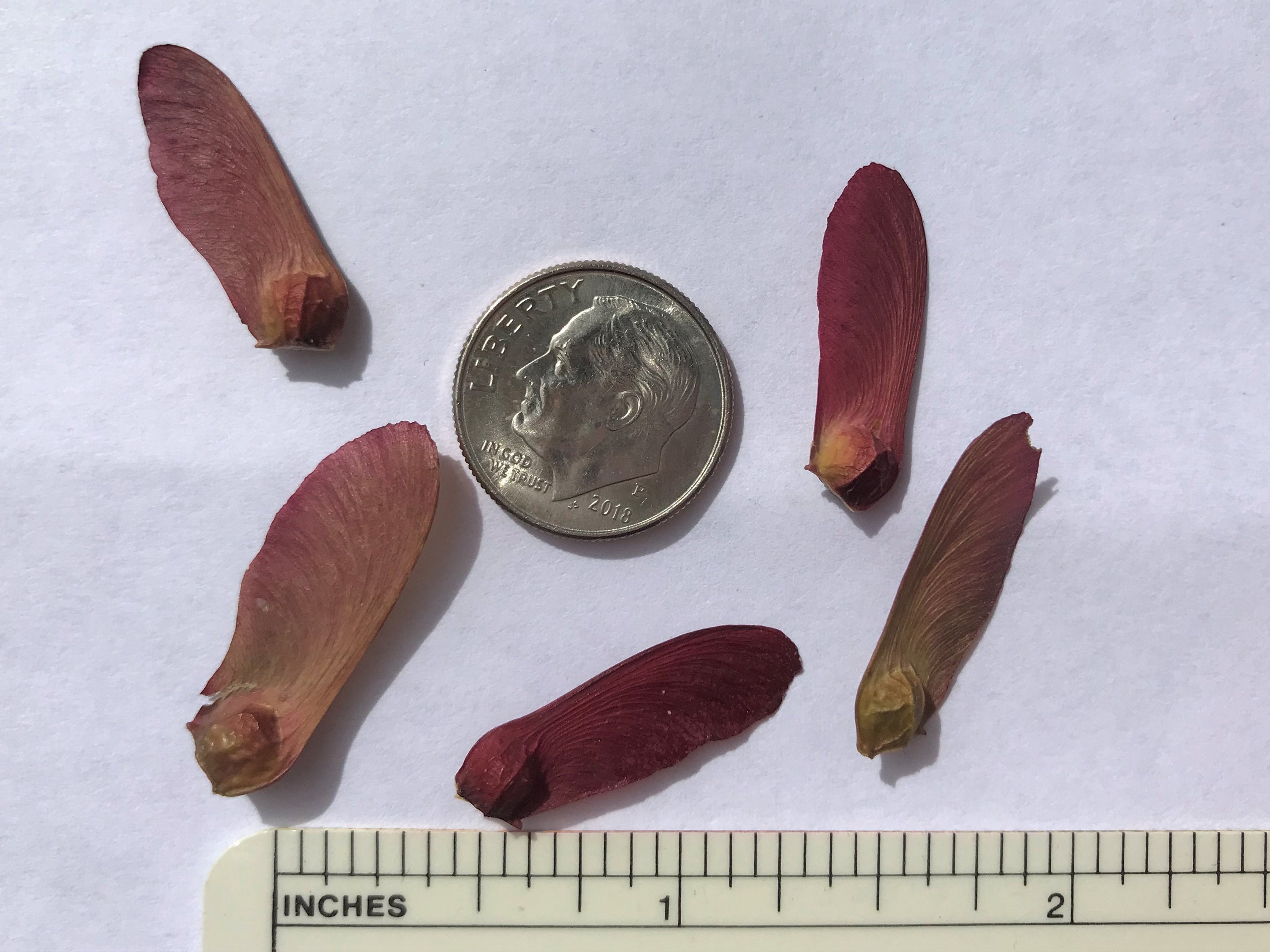 Bloodgood Japanese Maple Seeds 20 Seeds - Etsy