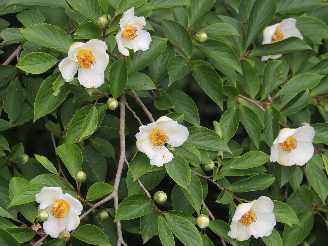 Japanese Stewartia Tree Seeds: Camellia-like Blooms, Red Fall Foliage ...
