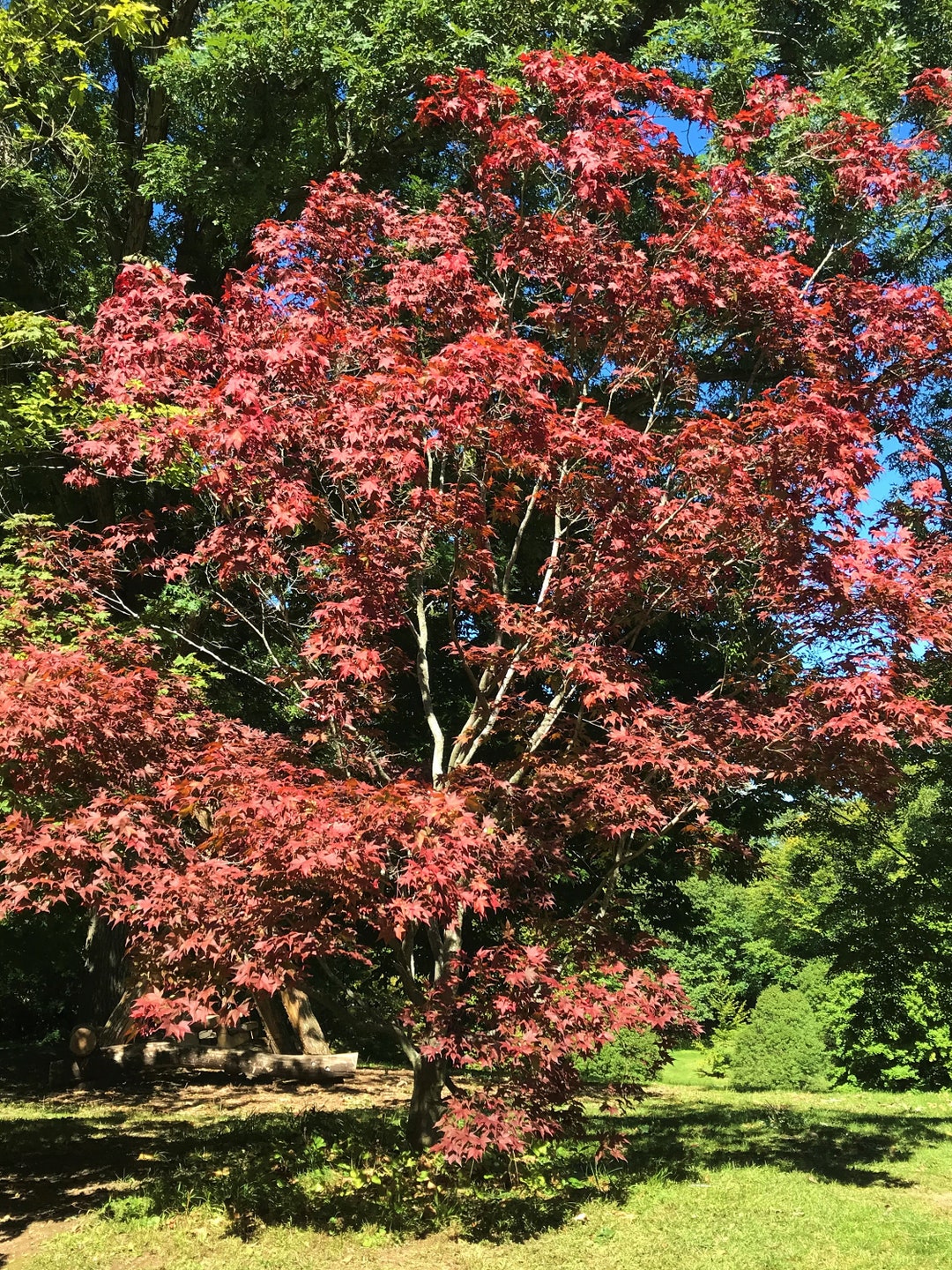 Bloodgood Japanese Maple Seeds 20 Seeds - Etsy