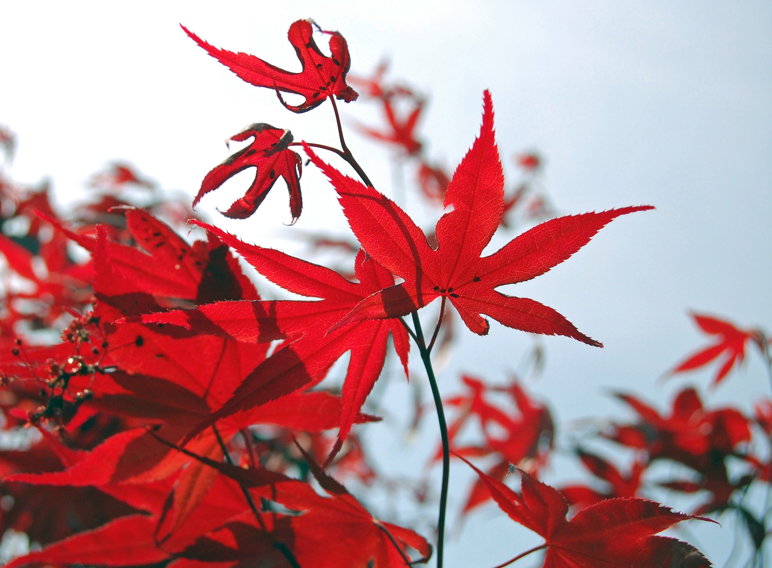Bloodgood Japanese Maple Seeds 20 Seeds - Etsy