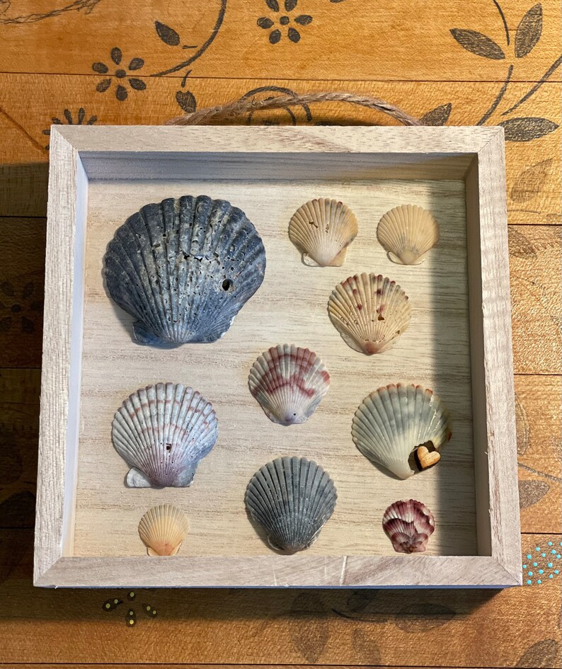 Seashell Shadow Box Natural Sea Shell Home Decor Handmade Collection ...