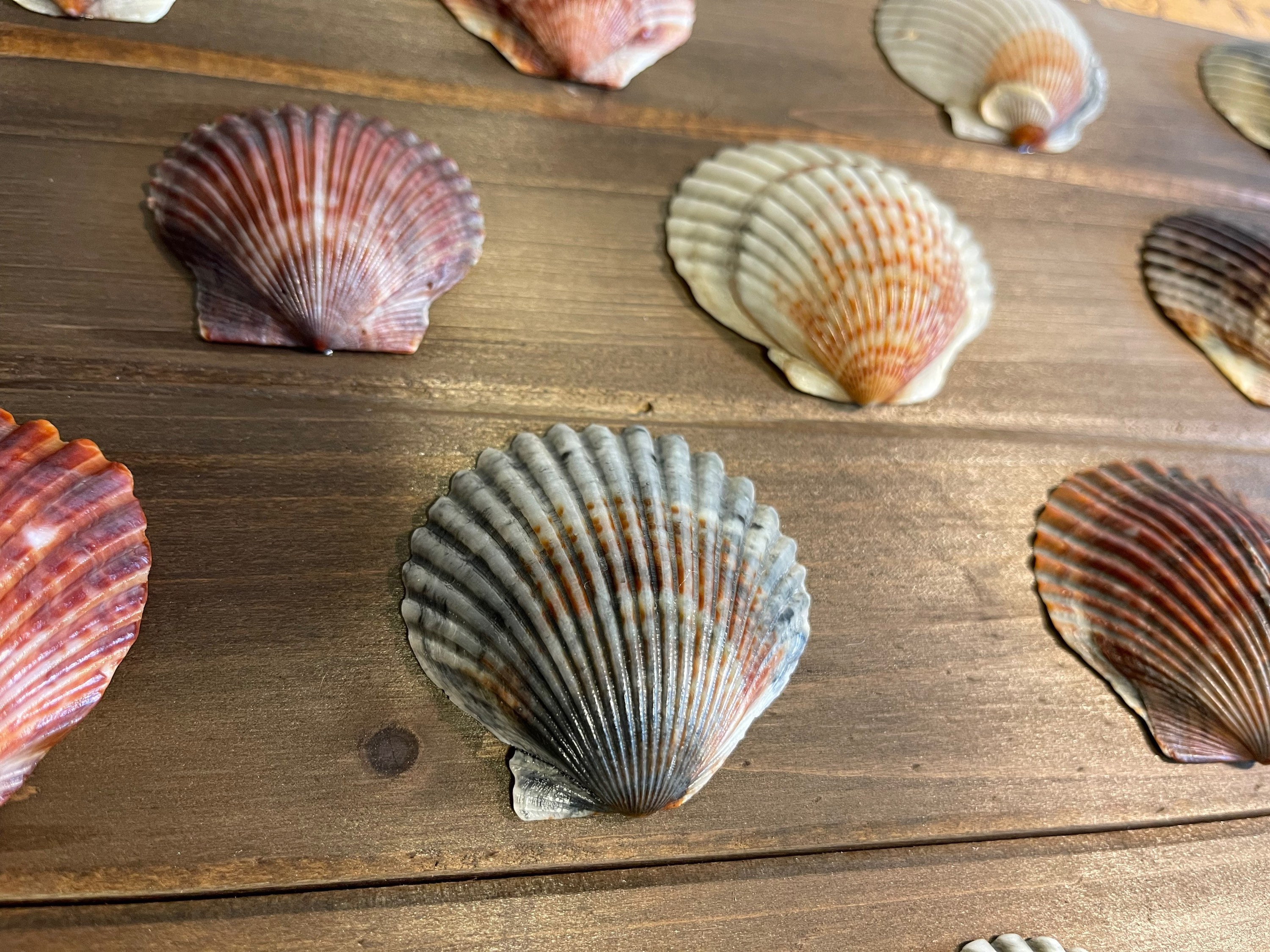 Seashell Display Seashell Home Decor Beach House Coastal Decor Polished ...