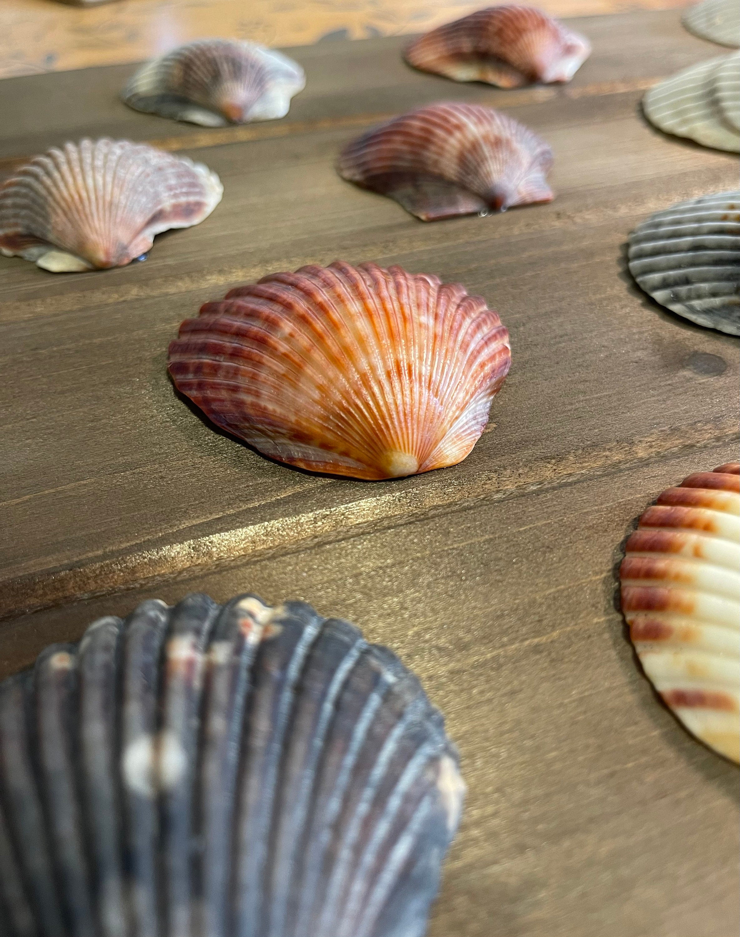 Seashell Display Seashell Home Decor Beach House Coastal Decor Polished ...