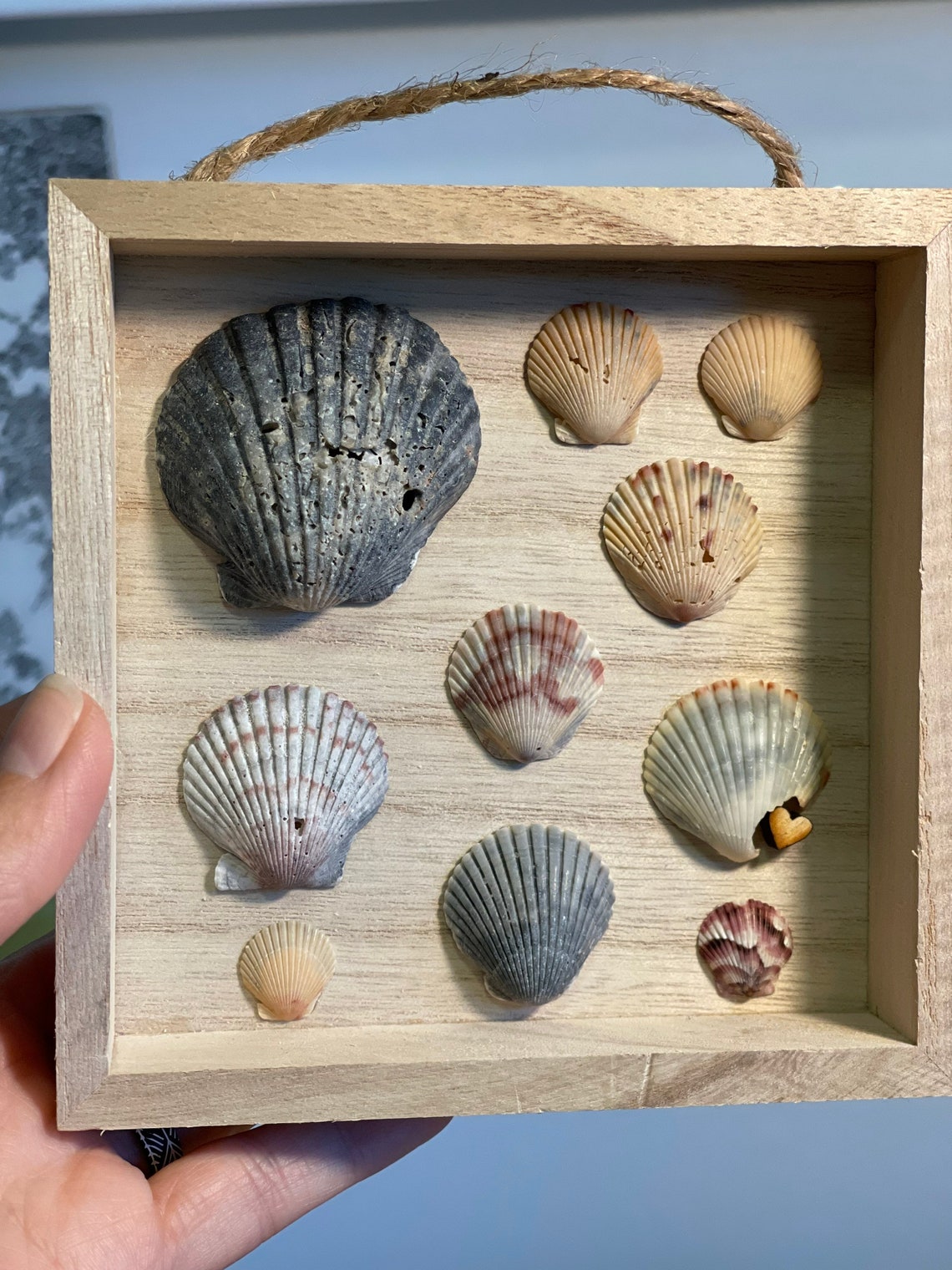 Seashell Shadow Box Natural Sea Shell Home Decor Handmade Collection ...